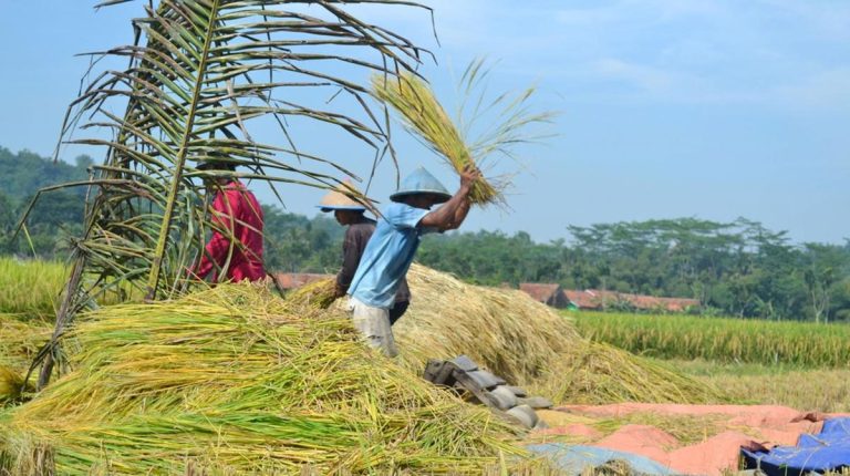 Produksi Padi Riau Naik, Luas Panen Capai 60 Ribu Hektare pada 2025 ...