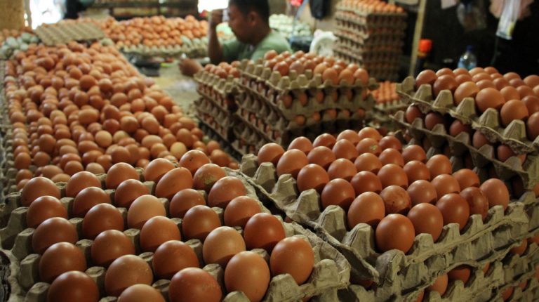 Awal 2026, Harga Telur dan Ayam Potong di Pekanbaru Masih Tinggi ...