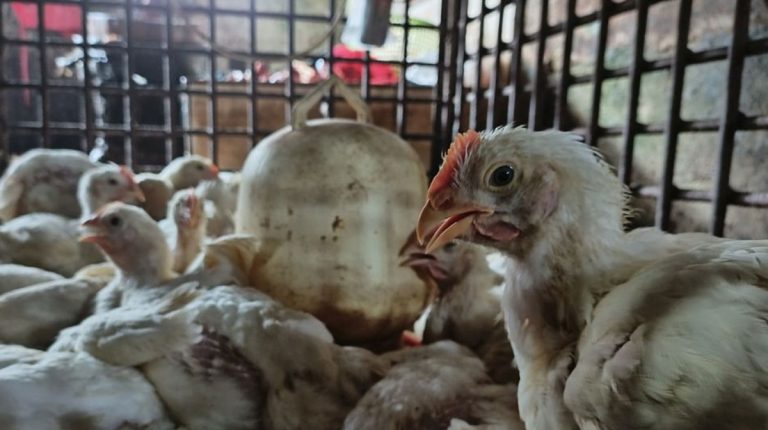 Harga Ayam Ras di Pasar Sail Pekanbaru Stabil Jelang Ramadan 2026 ...