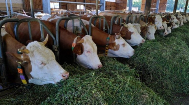 Riau Siap Kembangkan SISKA, Targetkan Populasi Sapi Capai 500 Ribu Ekor ...