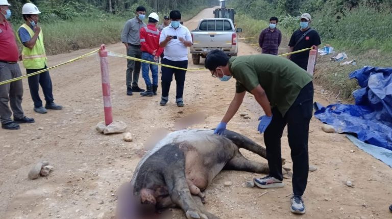 Tapir Jantan Ditemukan Mati di Koridor PT RAPP, Diduga Tertabrak ...